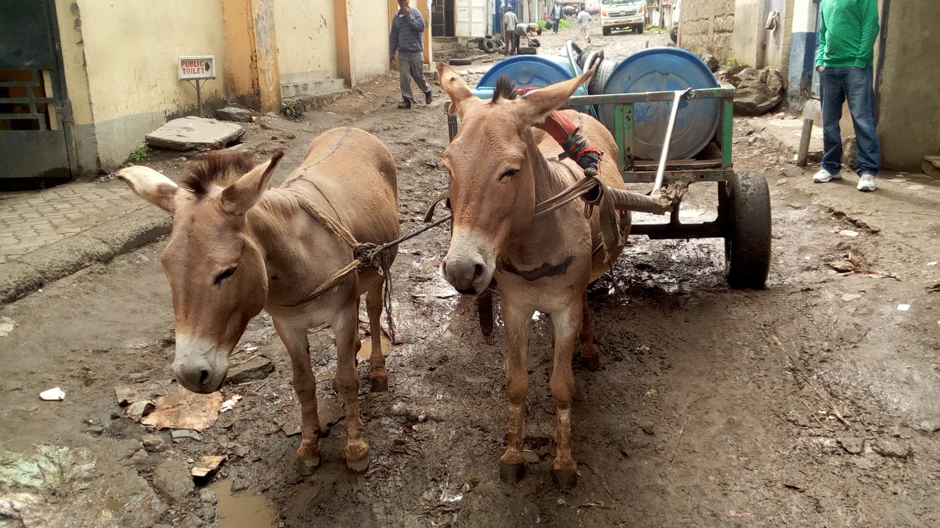 Donkeys Get Depressed – Donkey Rights Group